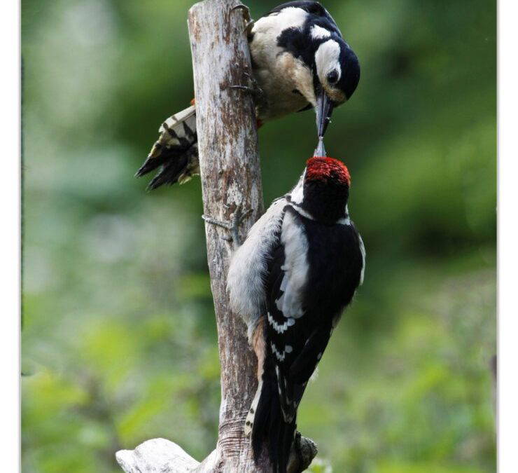 12 R Beddis G S Woodpecker | Gloucester Civic Trust